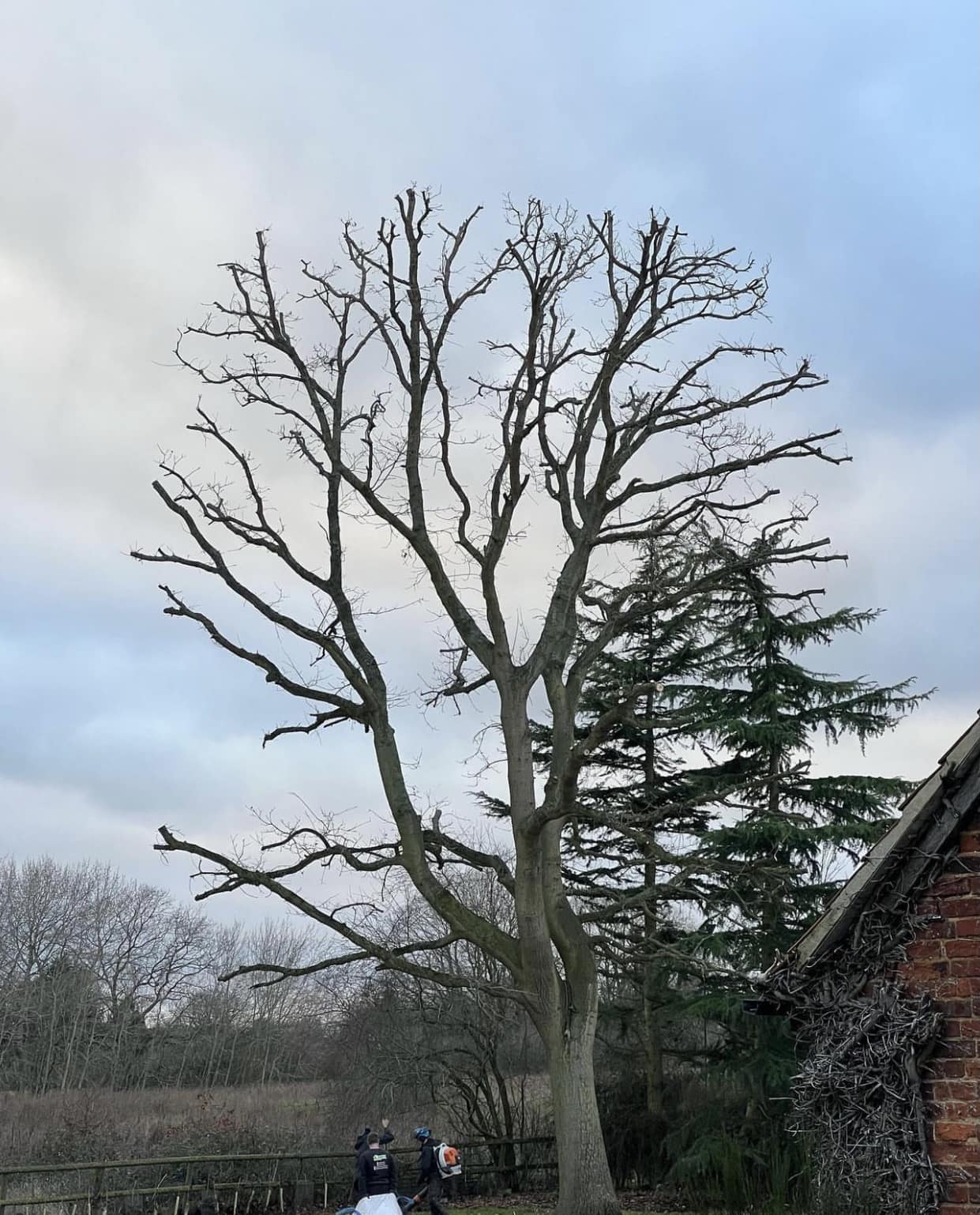 The Future of Tree Surgery - Essex Tree Brothers