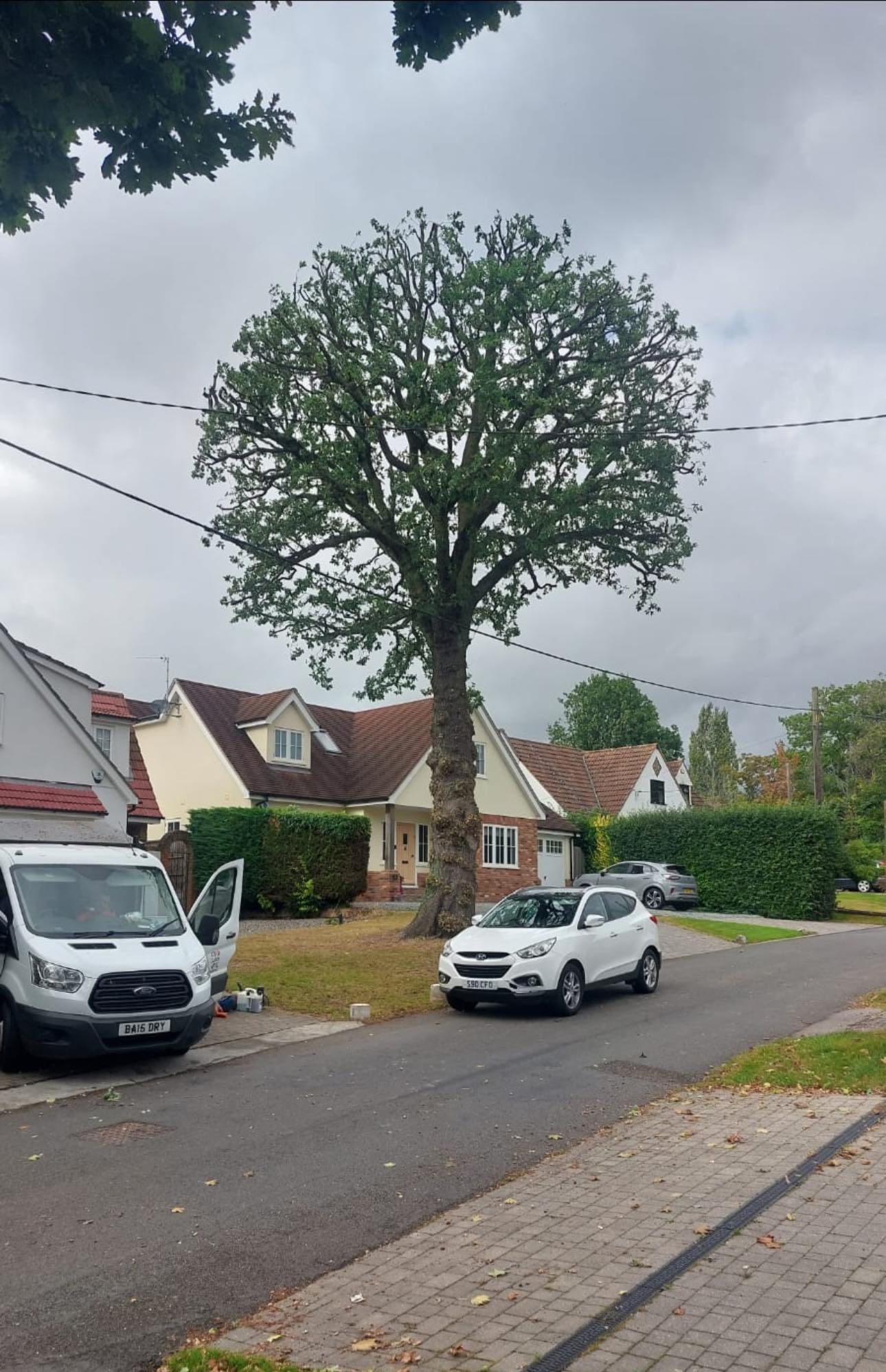 Crown Reduction vs. Crown Thinning - Essex Tree Brothers