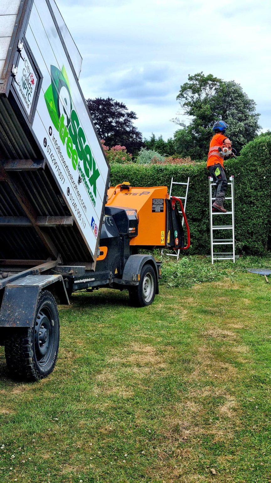 What is a Tree Preservation Order? - Essex Tree Brothers